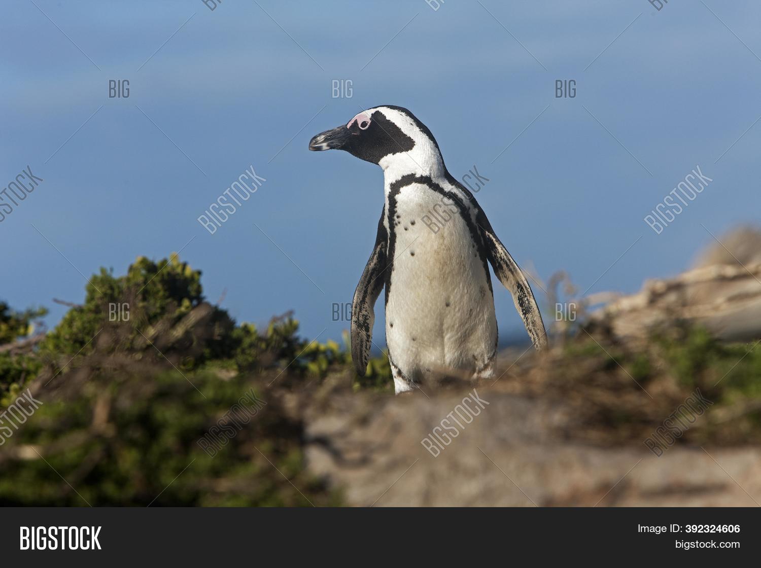 Jackass Penguin Image & Photo (Free Trial) | Bigstock