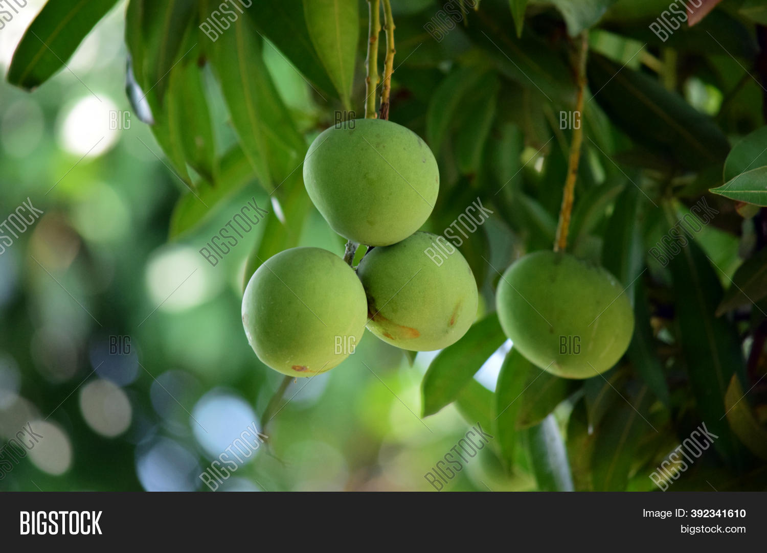 Fresh Mango Fruit On Image & Photo (Free Trial) | Bigstock