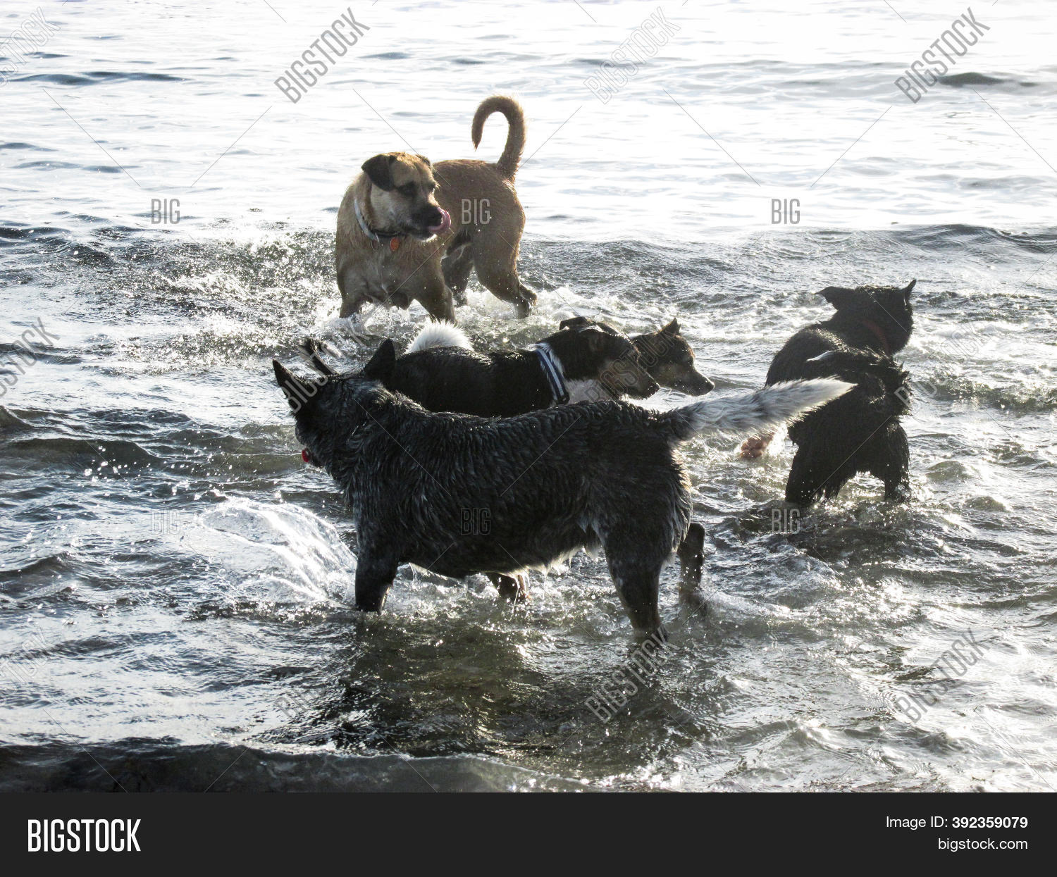 Group Dogs Play Image & Photo (Free Trial) | Bigstock