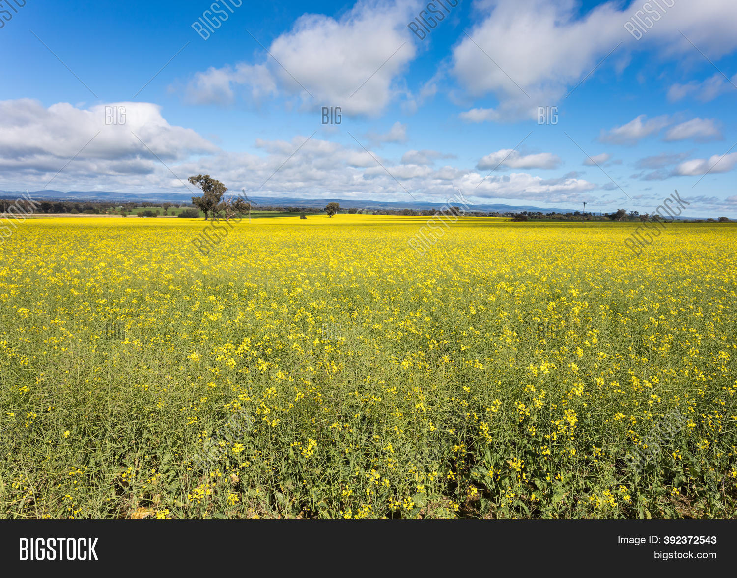 Canola Field Flower Image & Photo (Free Trial) | Bigstock