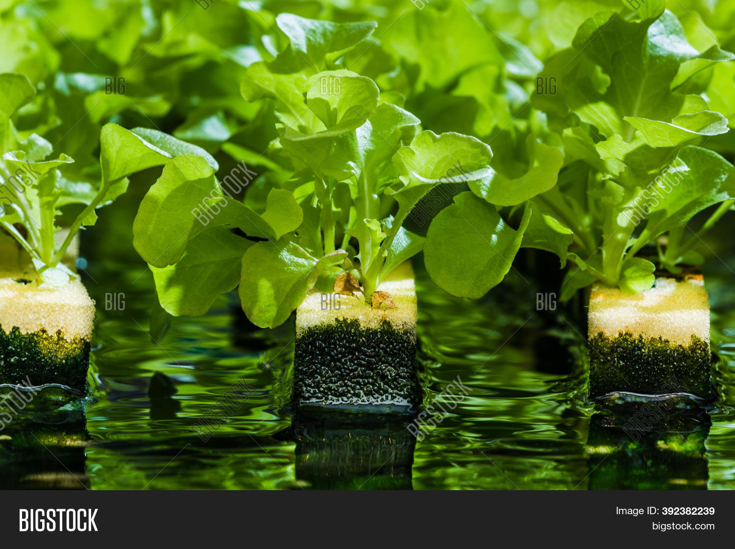 Organic Hydroponic Image & Photo (Free Trial) | Bigstock
