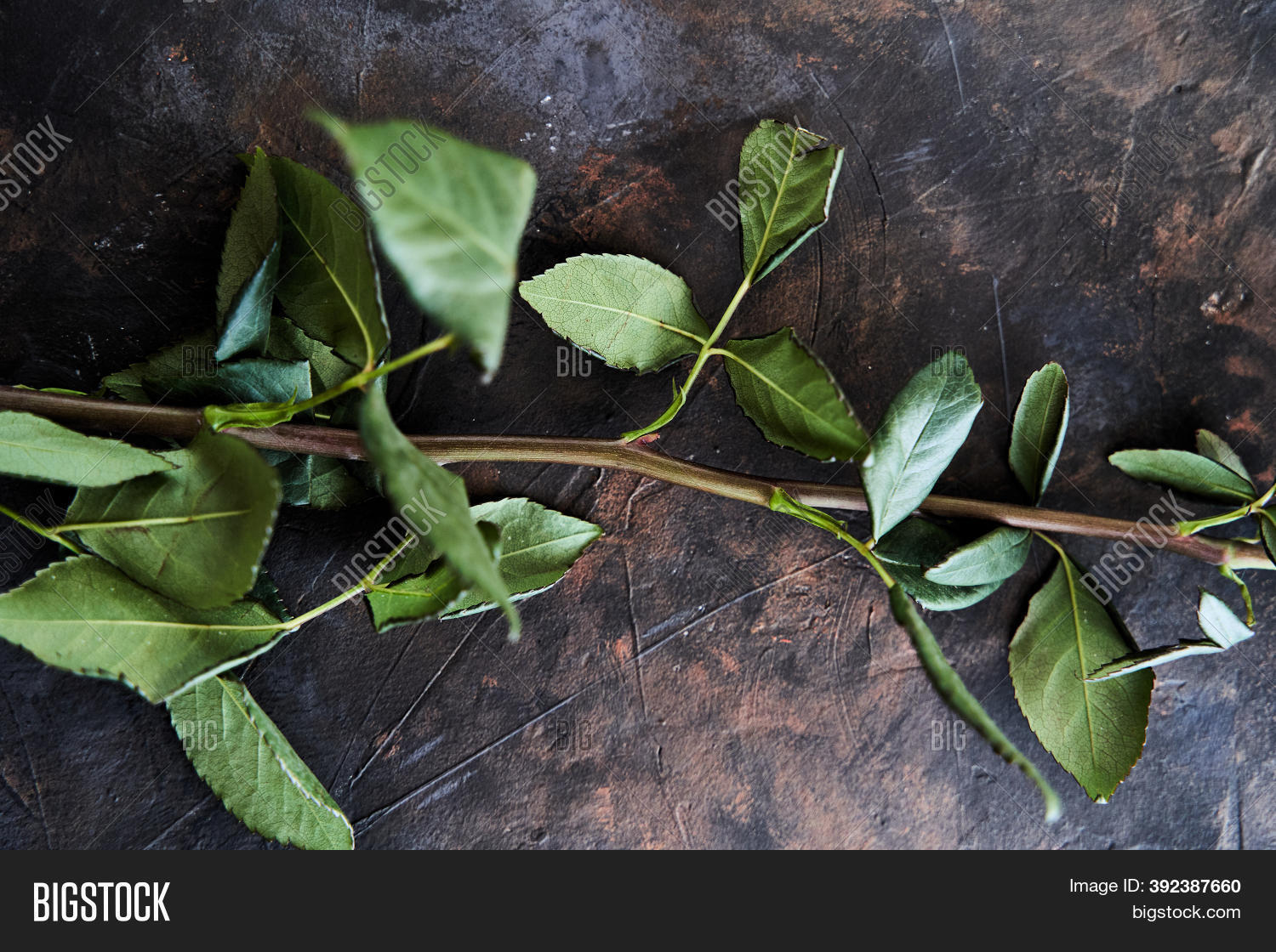 Rose Stem Leaves On Image & Photo (Free Trial) | Bigstock