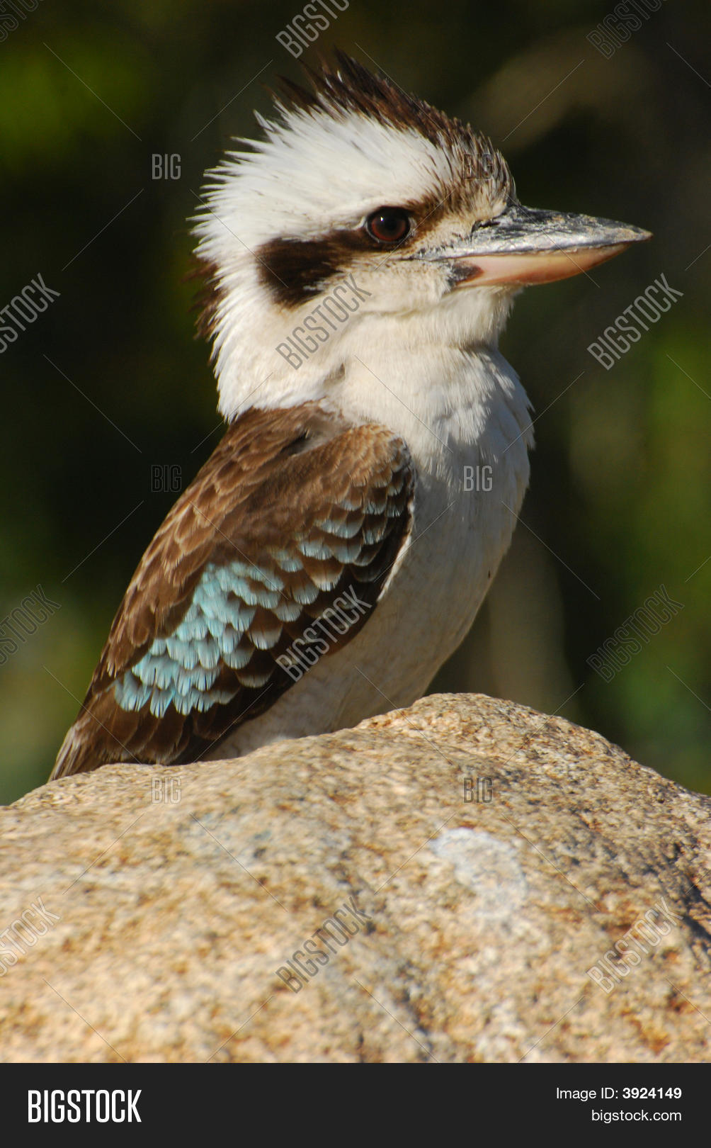 Kookaburra On Rocks Image & Photo (Free Trial) | Bigstock