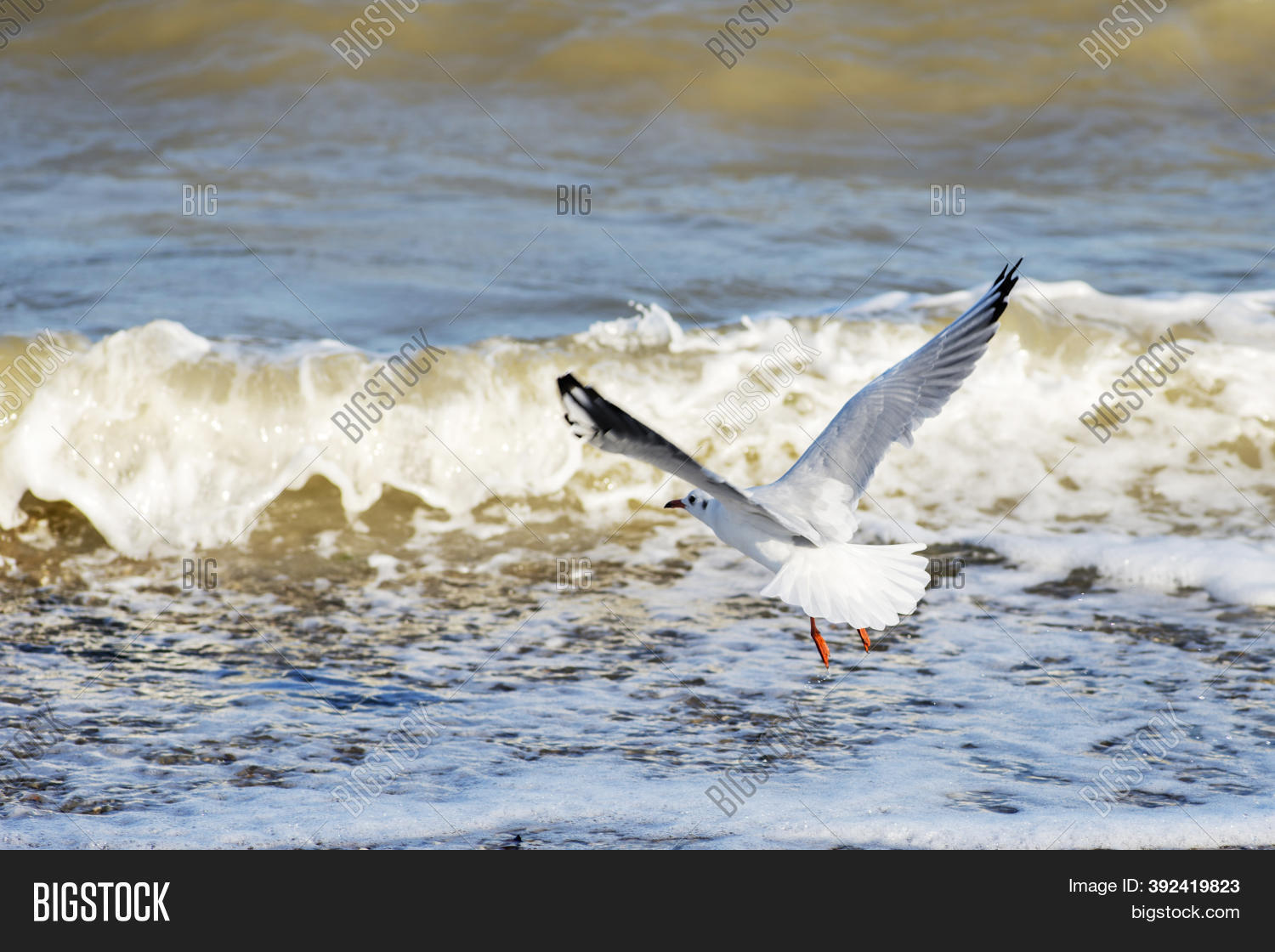 Seagull Flying Over Image & Photo (Free Trial) | Bigstock