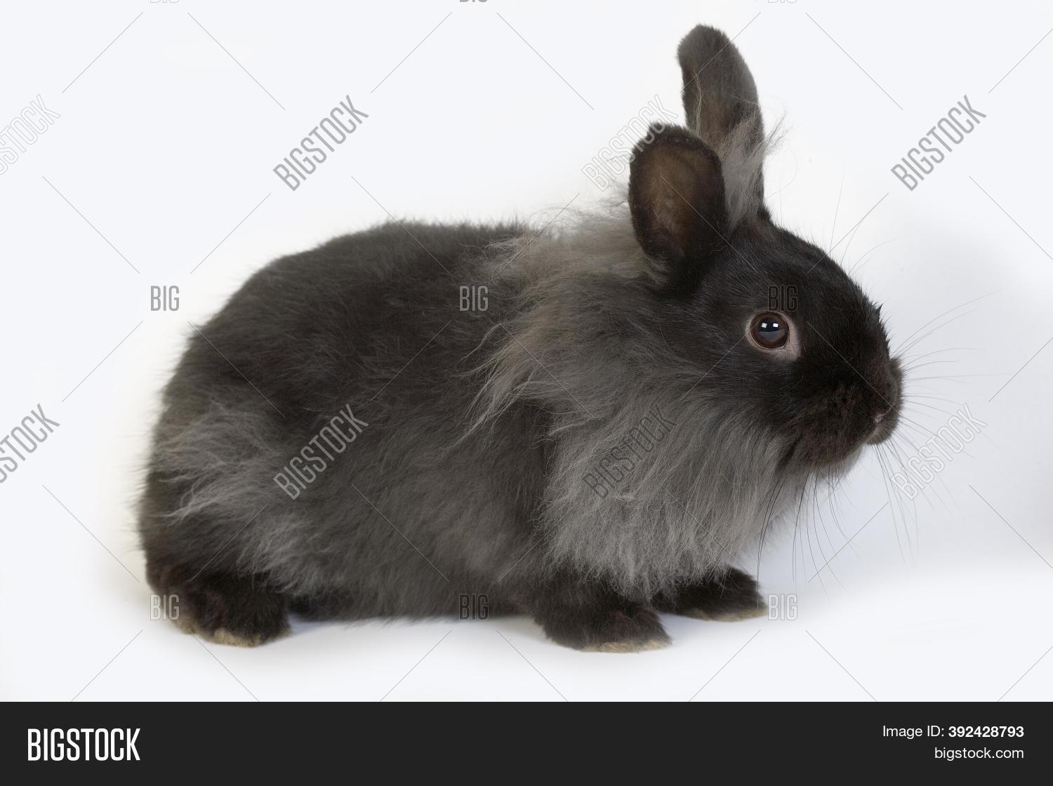 Black Dwarf Rabbit Image & Photo (Free Trial) | Bigstock