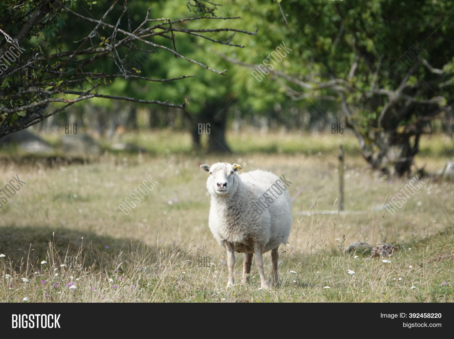 Wild Animals - Sheep Image & Photo (Free Trial) | Bigstock