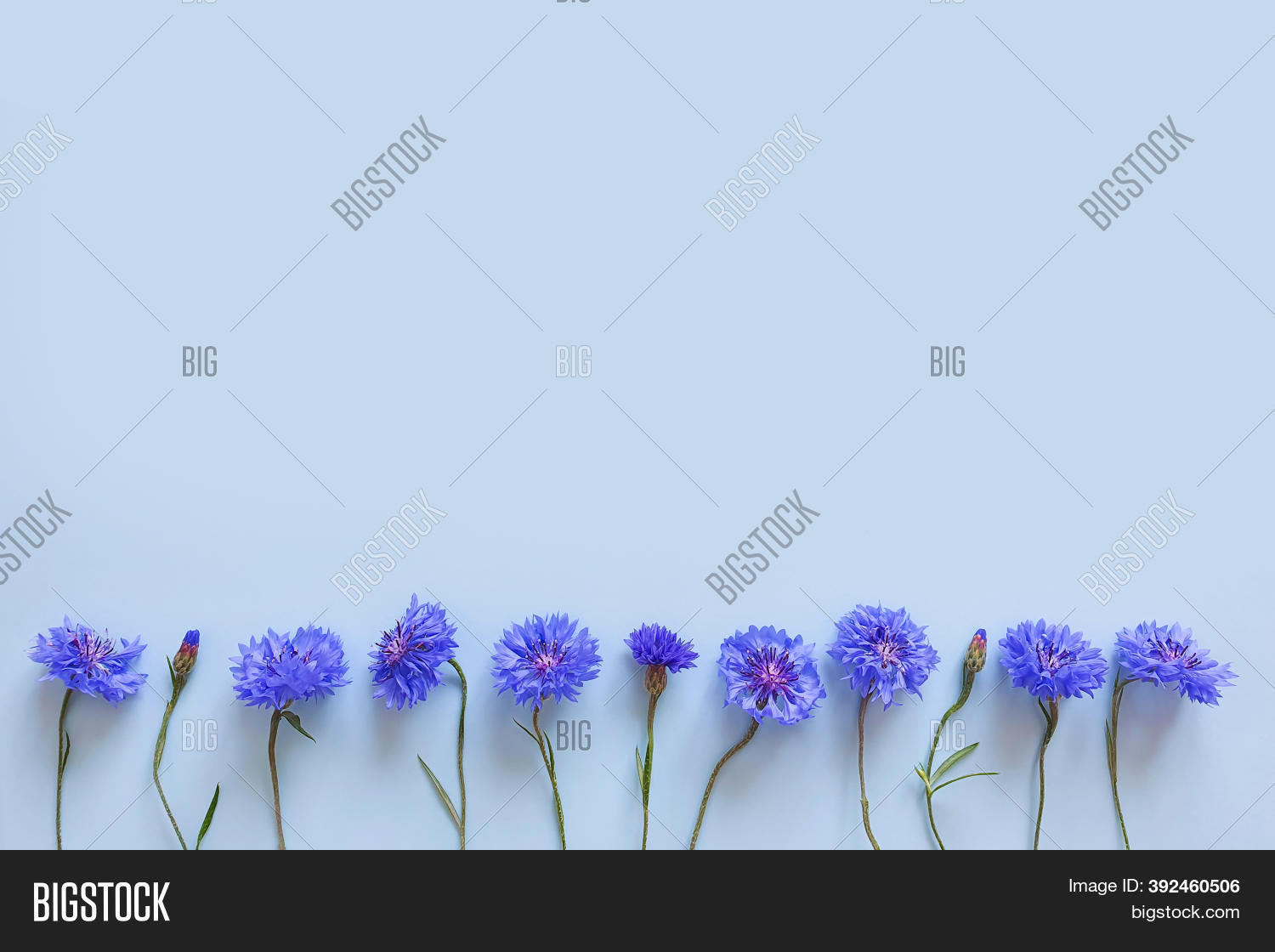 Flower Border Blue Image & Photo (Free Trial) | Bigstock