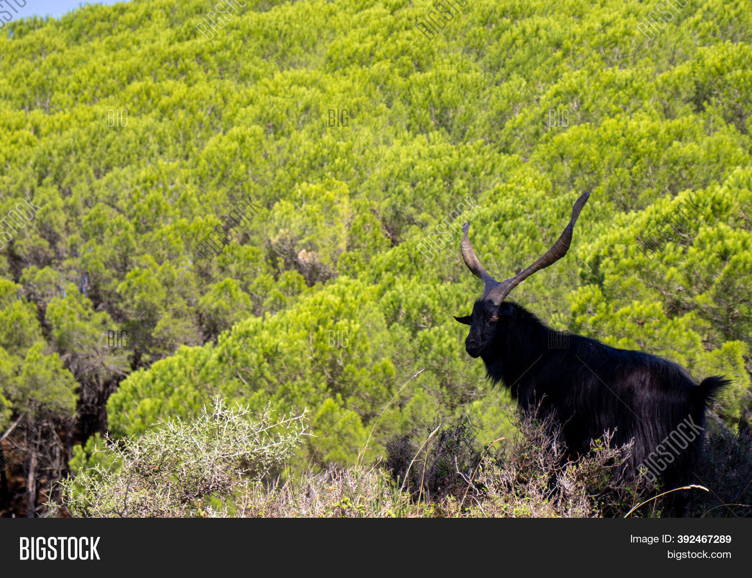 Black Billy Goat Giant Image & Photo (Free Trial) | Bigstock