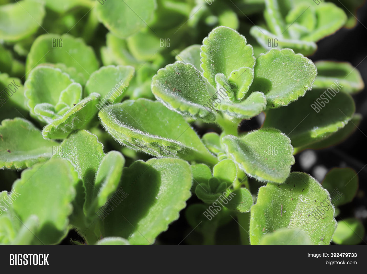 Cuban Oregano