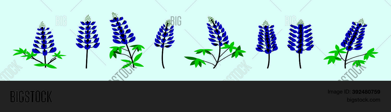 Set Bluebonnet Vector & Photo (Free Trial) | Bigstock