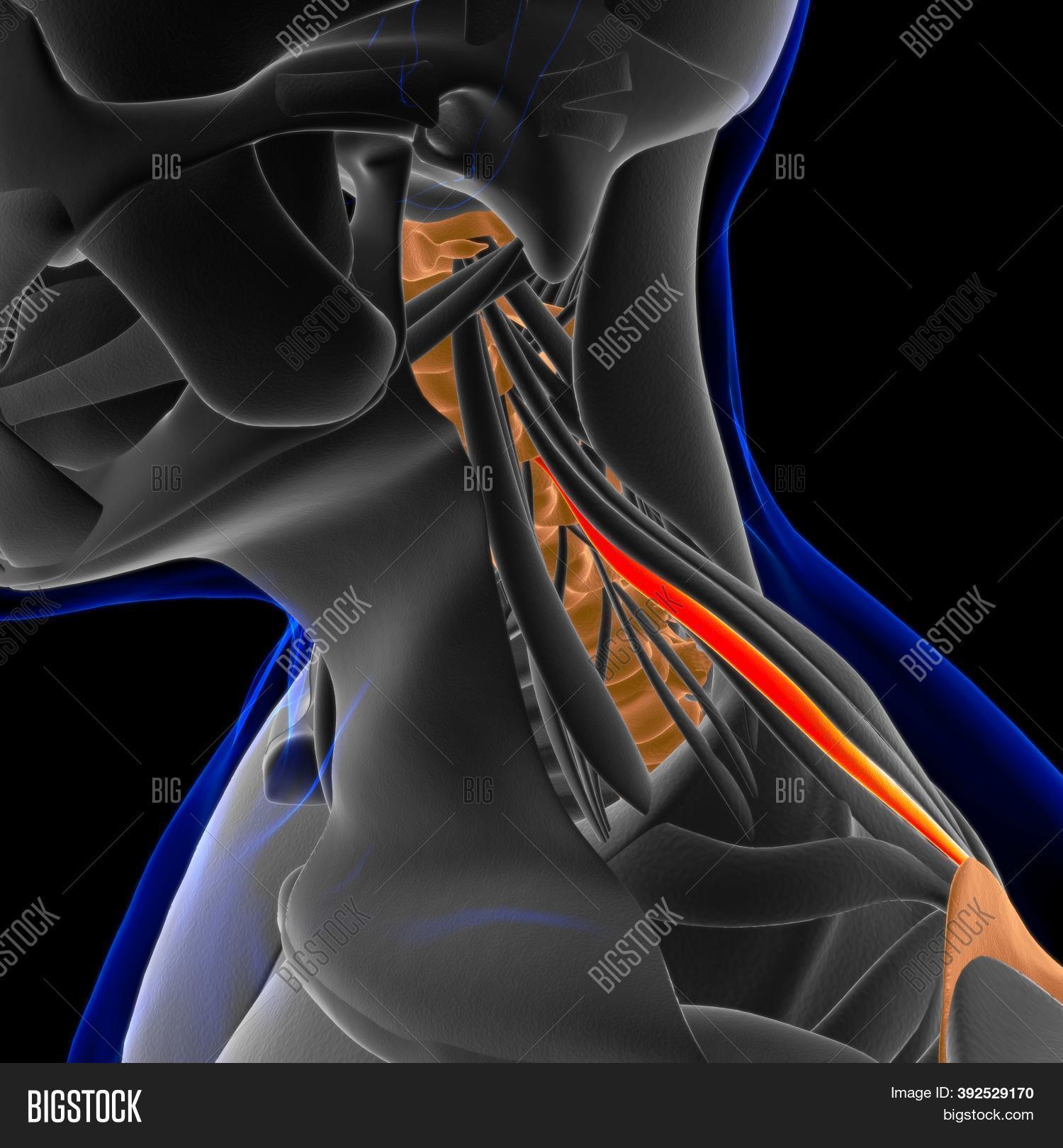 Levator Scapulae Image & Photo (Free Trial) | Bigstock