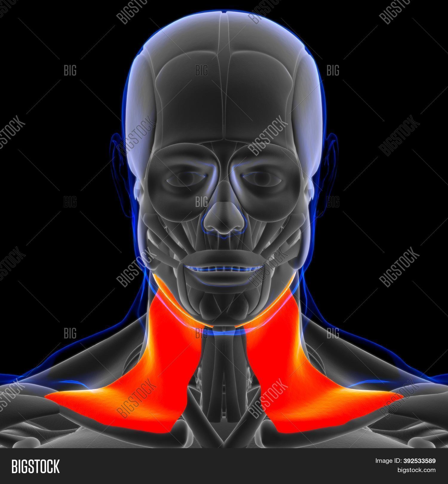 Platysma Muscle Image & Photo (Free Trial) | Bigstock