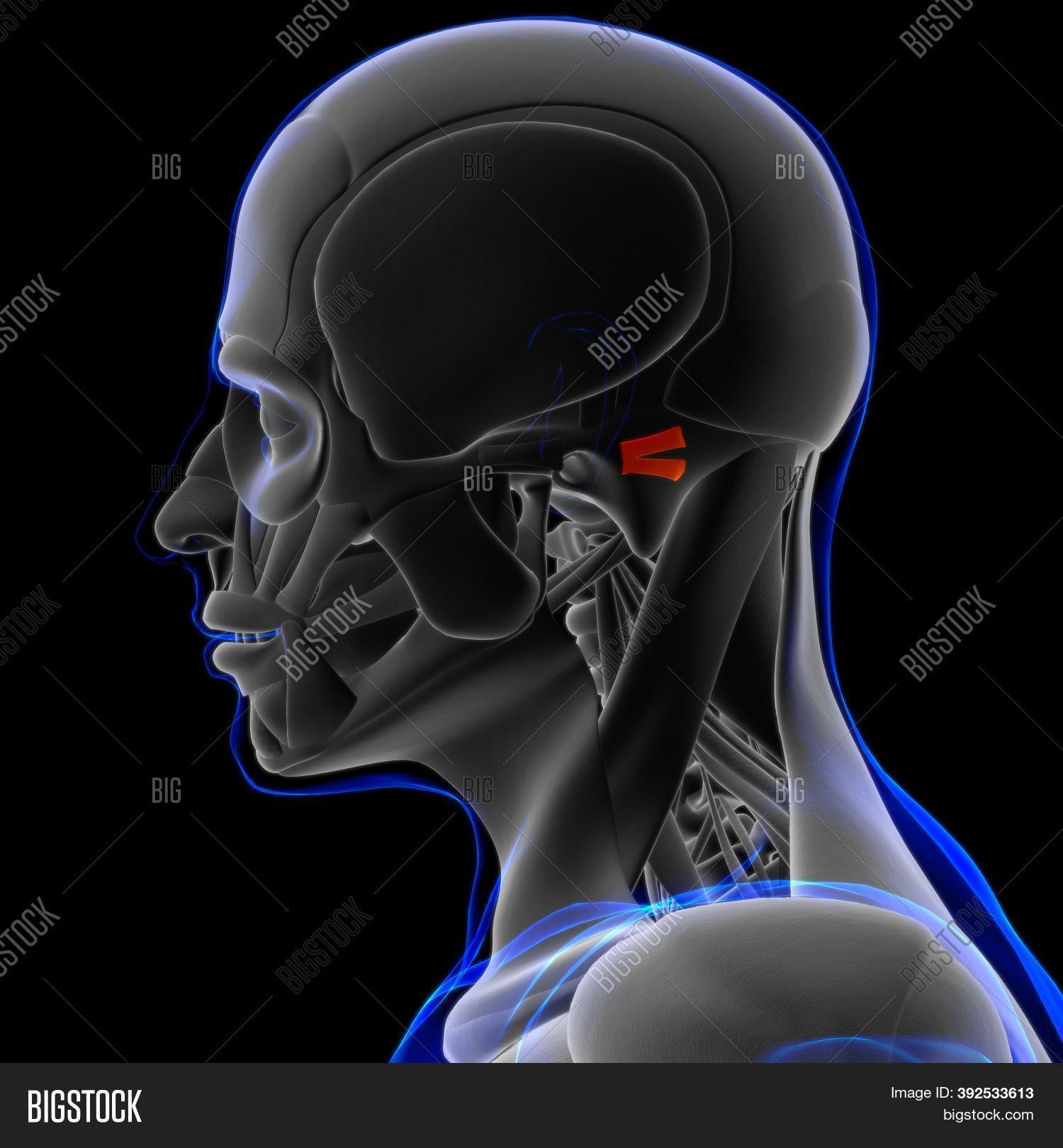Posterior Auricular Image & Photo (Free Trial) | Bigstock