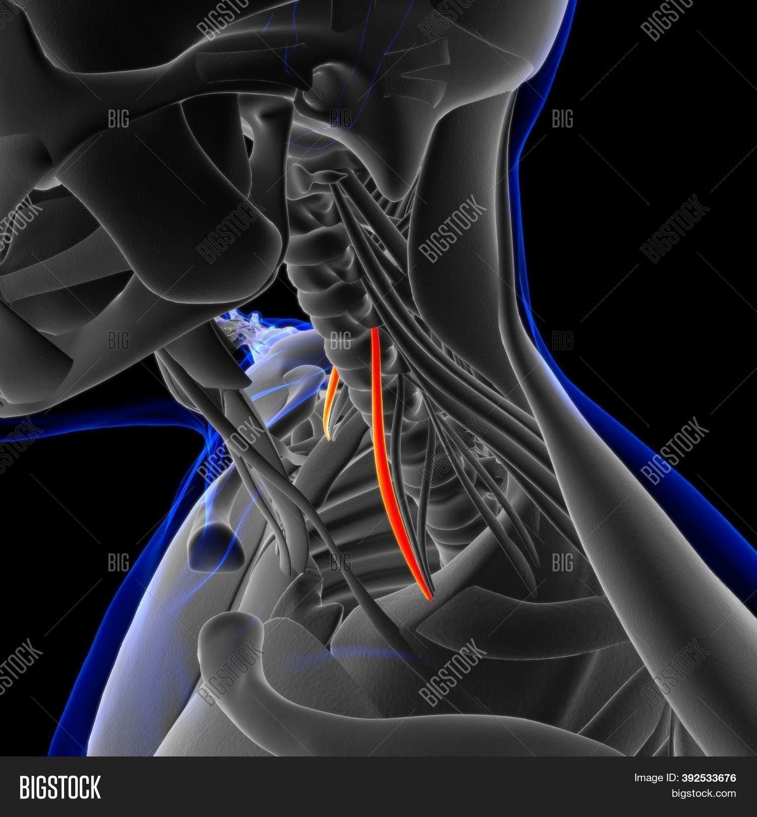 Scalenus Anterior Image & Photo (Free Trial) | Bigstock