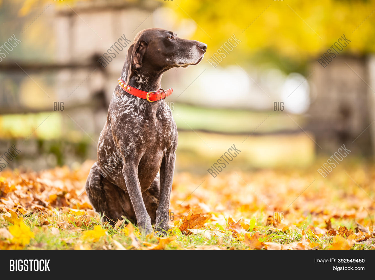 Dog Looking To The Side