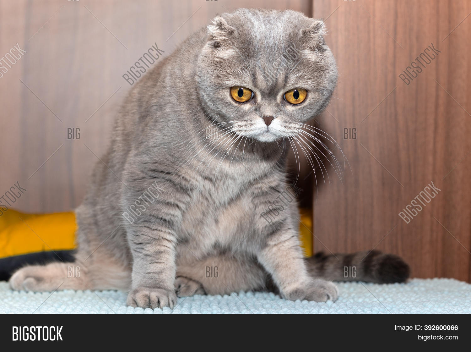 Sad Disappointed Cat Image & Photo (Free Trial) | Bigstock