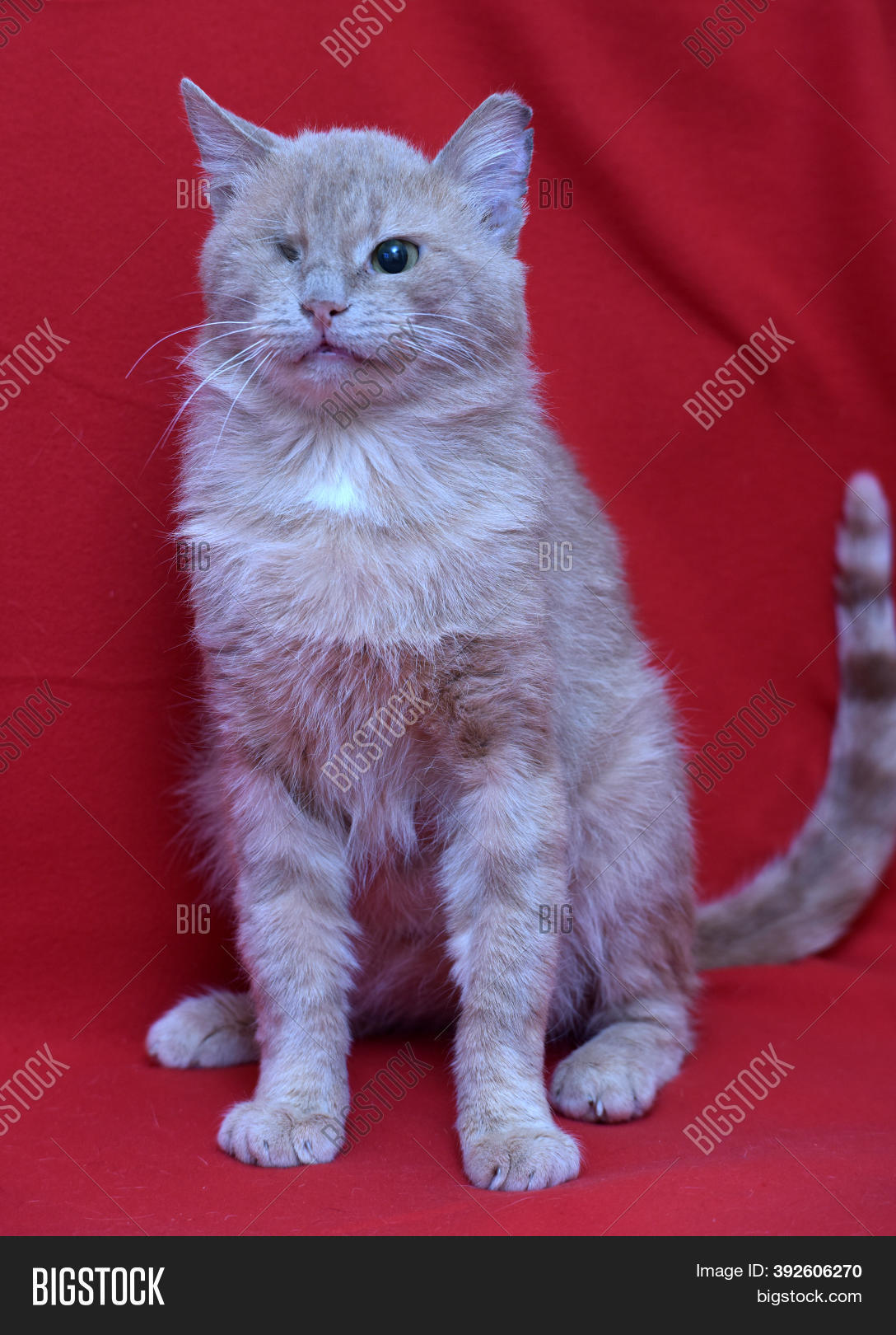 Ginger One-eyed Cat Image & Photo (Free Trial) | Bigstock