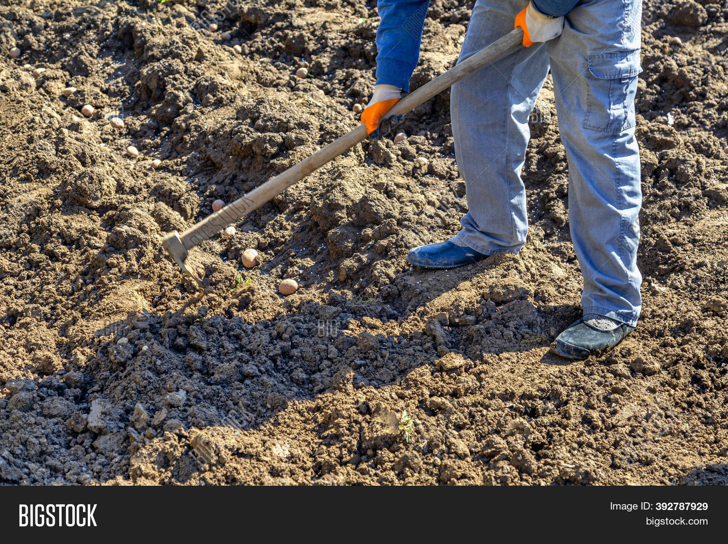Gardener Using Hoe Image & Photo (Free Trial) | Bigstock
