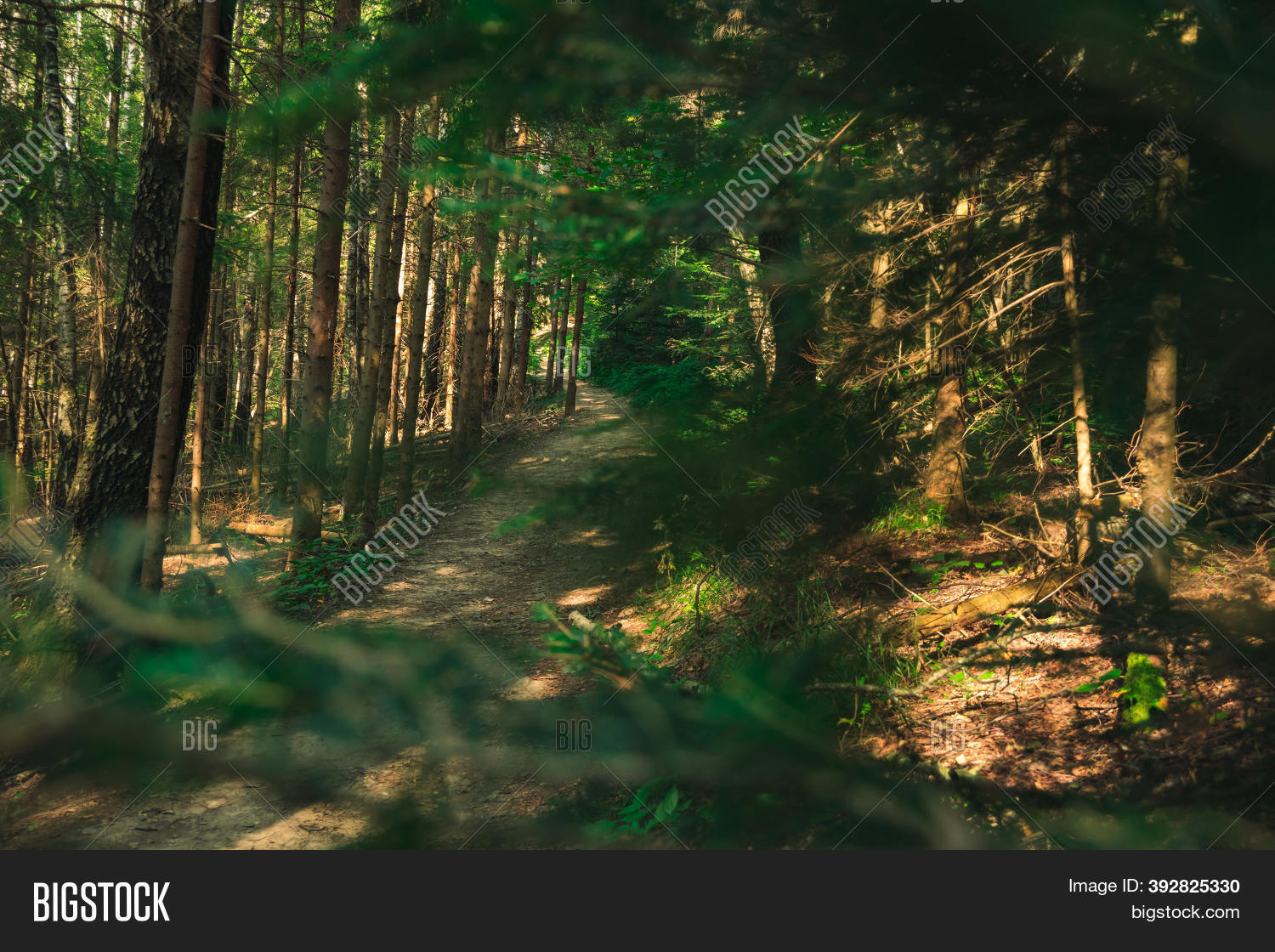 Forest Pine Trees Image & Photo (Free Trial) | Bigstock