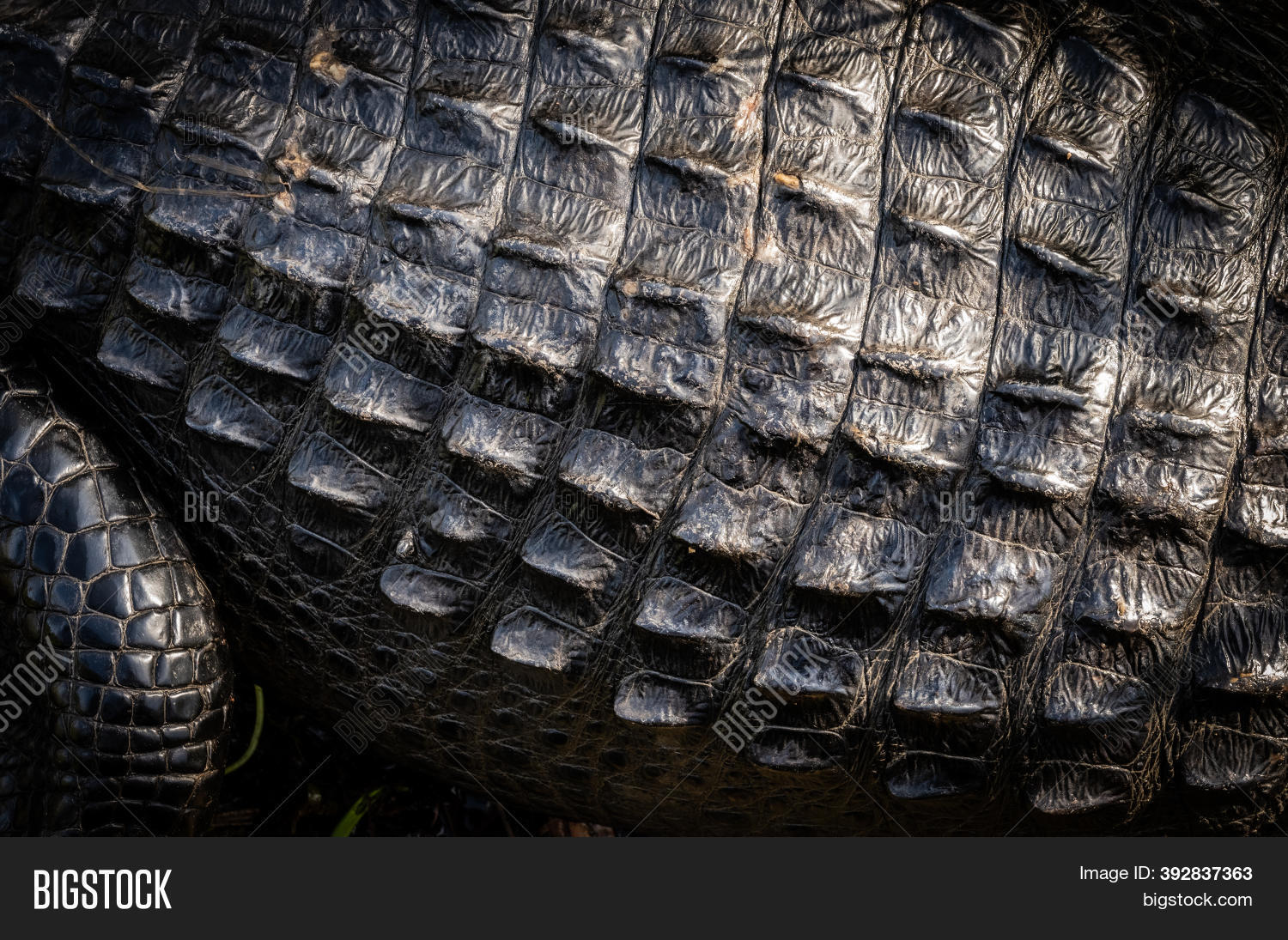 Texture Alligator Back Image & Photo (Free Trial) | Bigstock