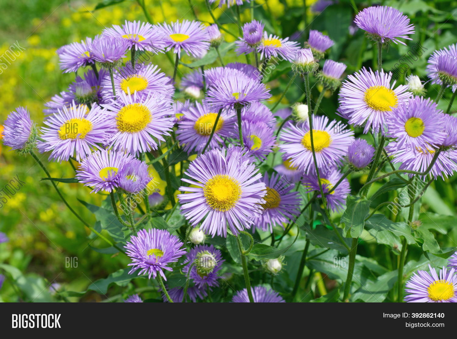 Flowering Erigeron Image & Photo (Free Trial) | Bigstock