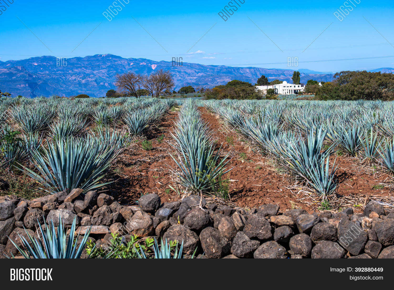 Blue Agave Field Image & Photo (Free Trial) | Bigstock