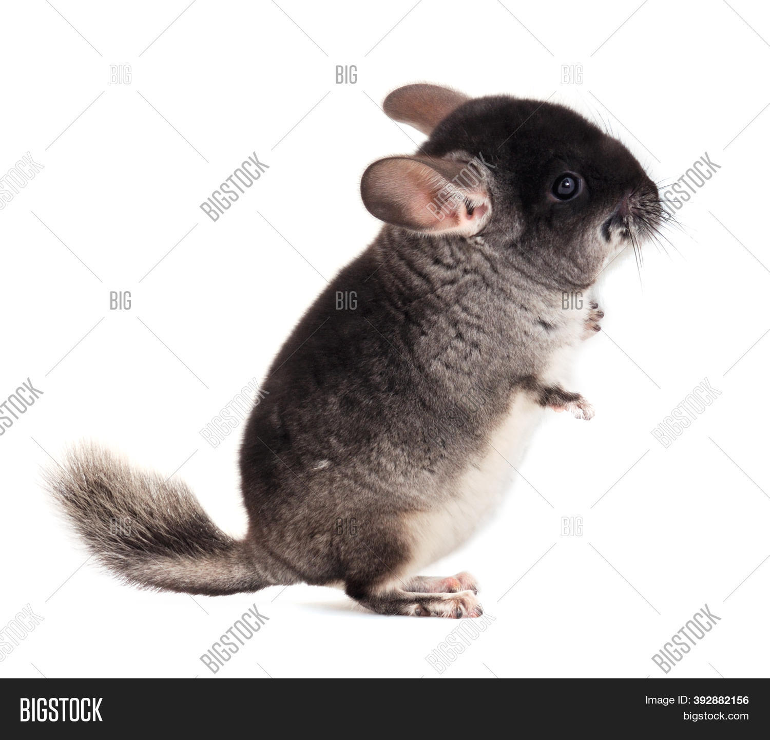 Little Gray Chinchilla Image & Photo (Free Trial) | Bigstock