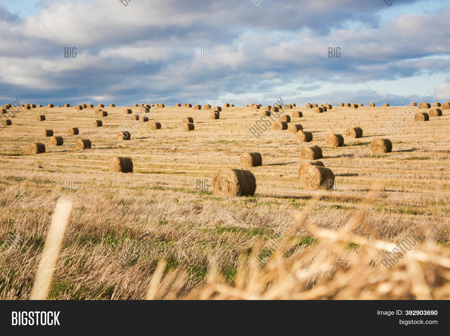 Field Haystacks. Image & Photo (Free Trial) | Bigstock