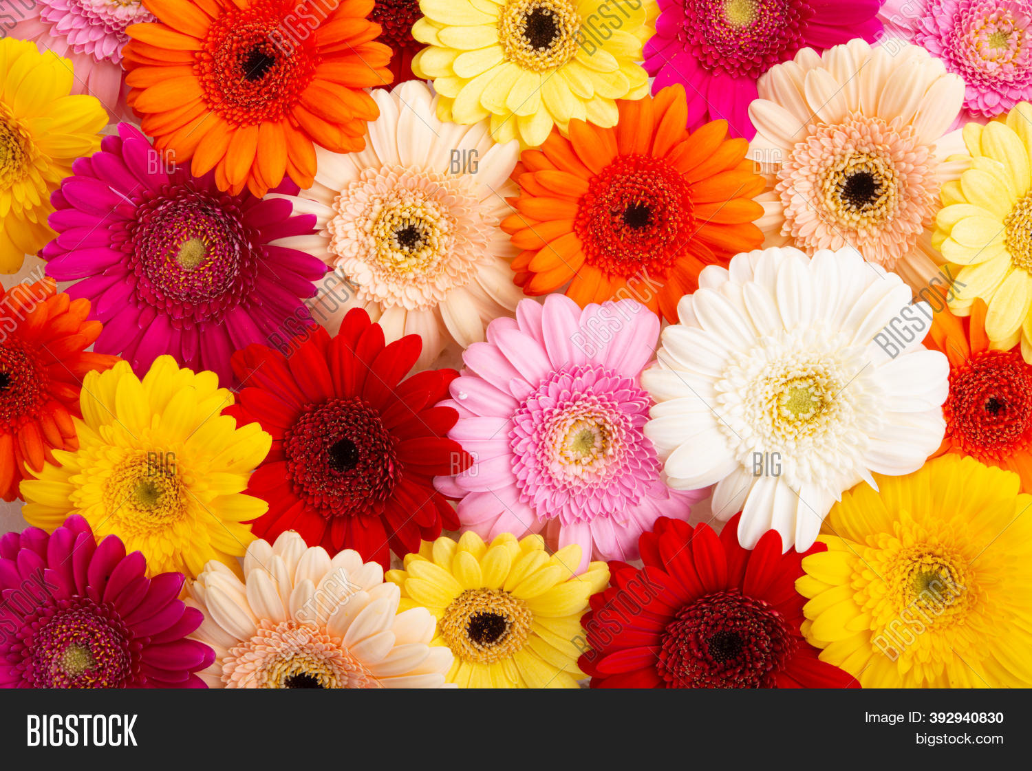 Background Gerbera Image & Photo (Free Trial) | Bigstock