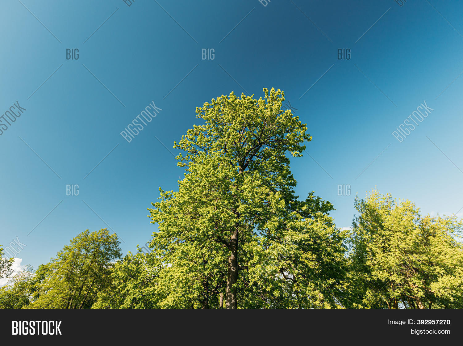 Tall Oak Trees Young Image & Photo (Free Trial) | Bigstock