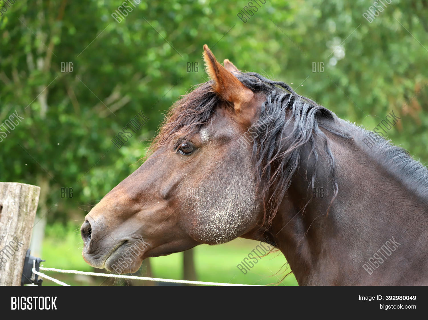 Young Beautiful Horse Image & Photo (Free Trial) | Bigstock