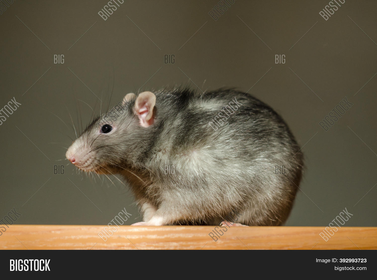 Small Fluffy Gray Rat Image & Photo (Free Trial) | Bigstock