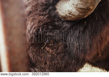 Eye Bison Close. Eyes Image & Photo (Free Trial) | Bigstock