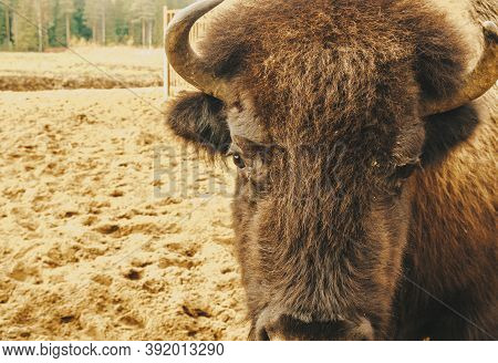 Head Bison Close Range Image & Photo (Free Trial) | Bigstock