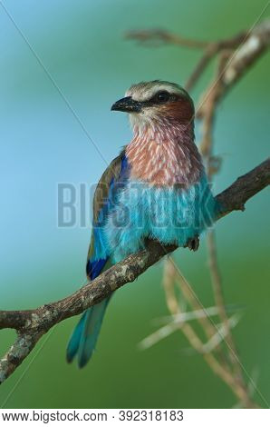 Lilac-breasted Roller Image & Photo (Free Trial) | Bigstock