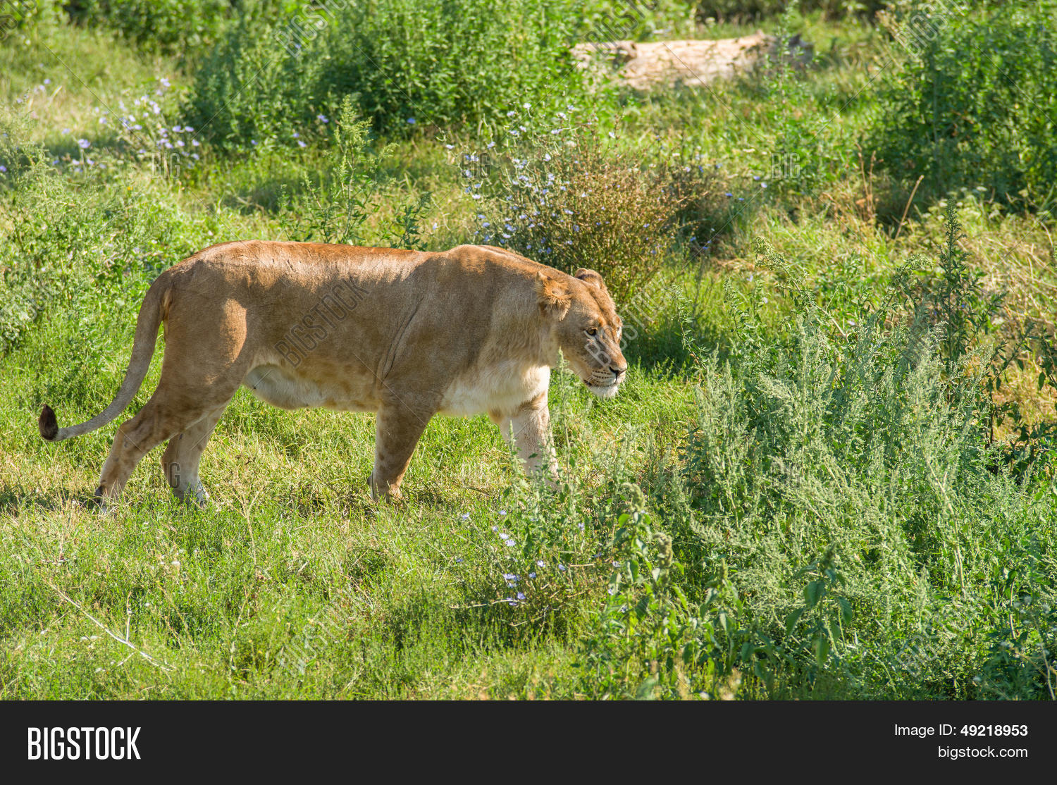 Female Liger (lion Image & Photo (Free Trial) | Bigstock