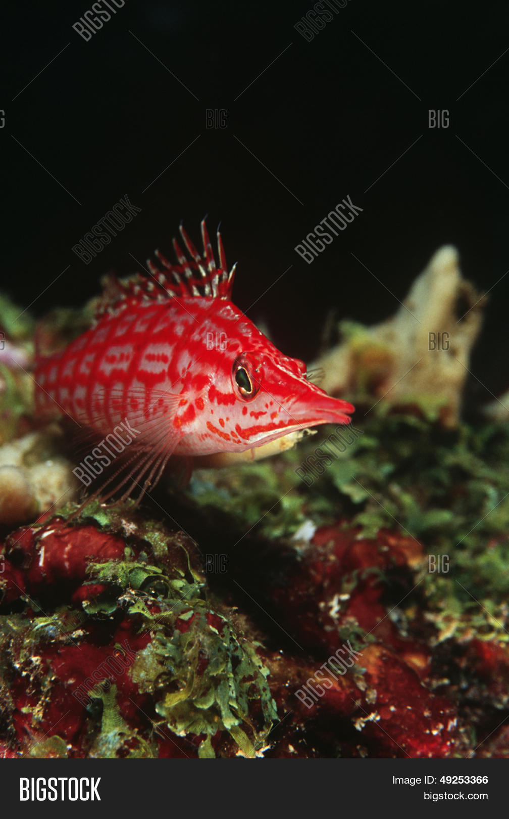 Longnose Hawkfish Image & Photo (Free Trial) | Bigstock