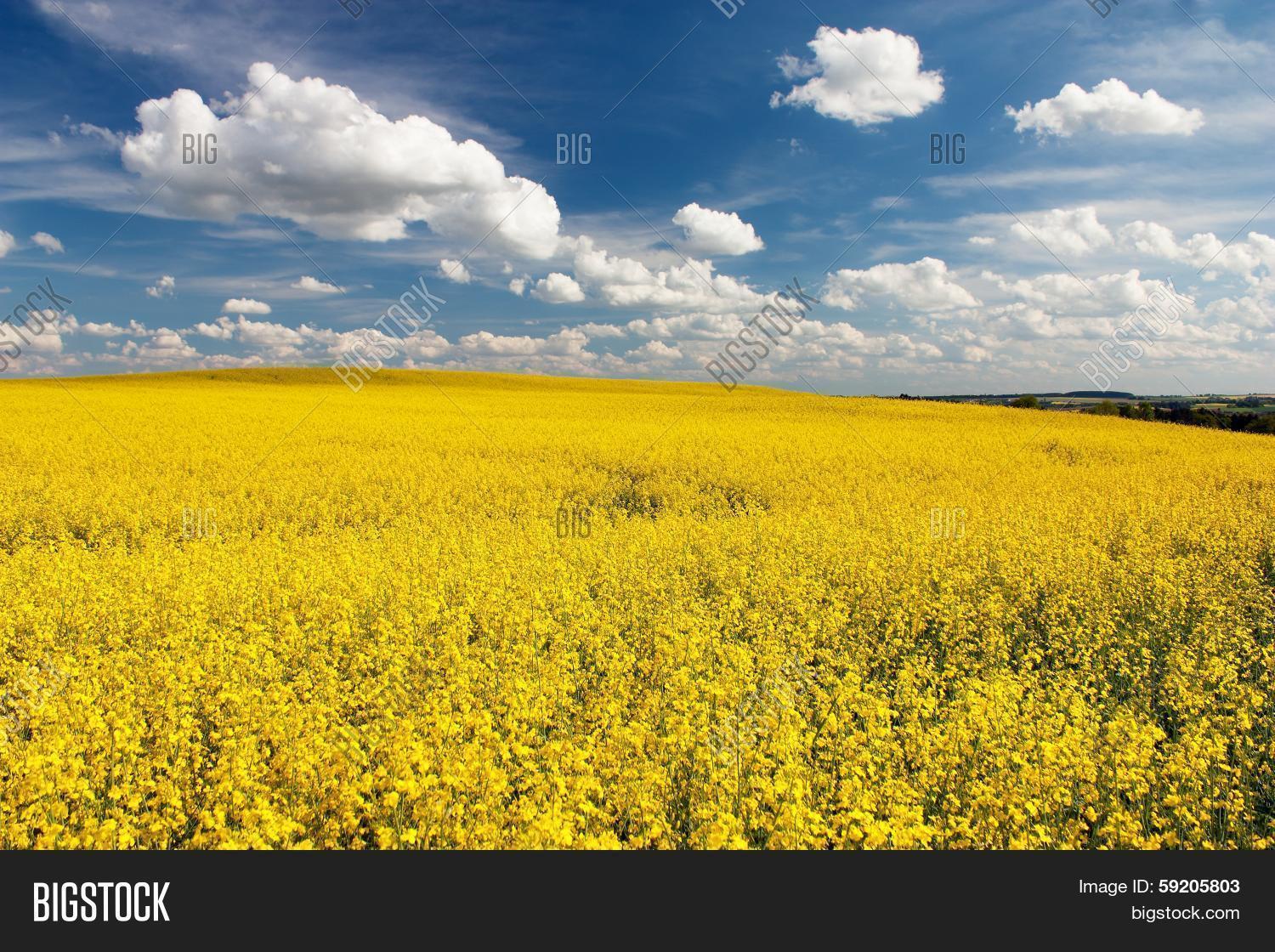 Field Rapeseed Image & Photo (Free Trial) | Bigstock