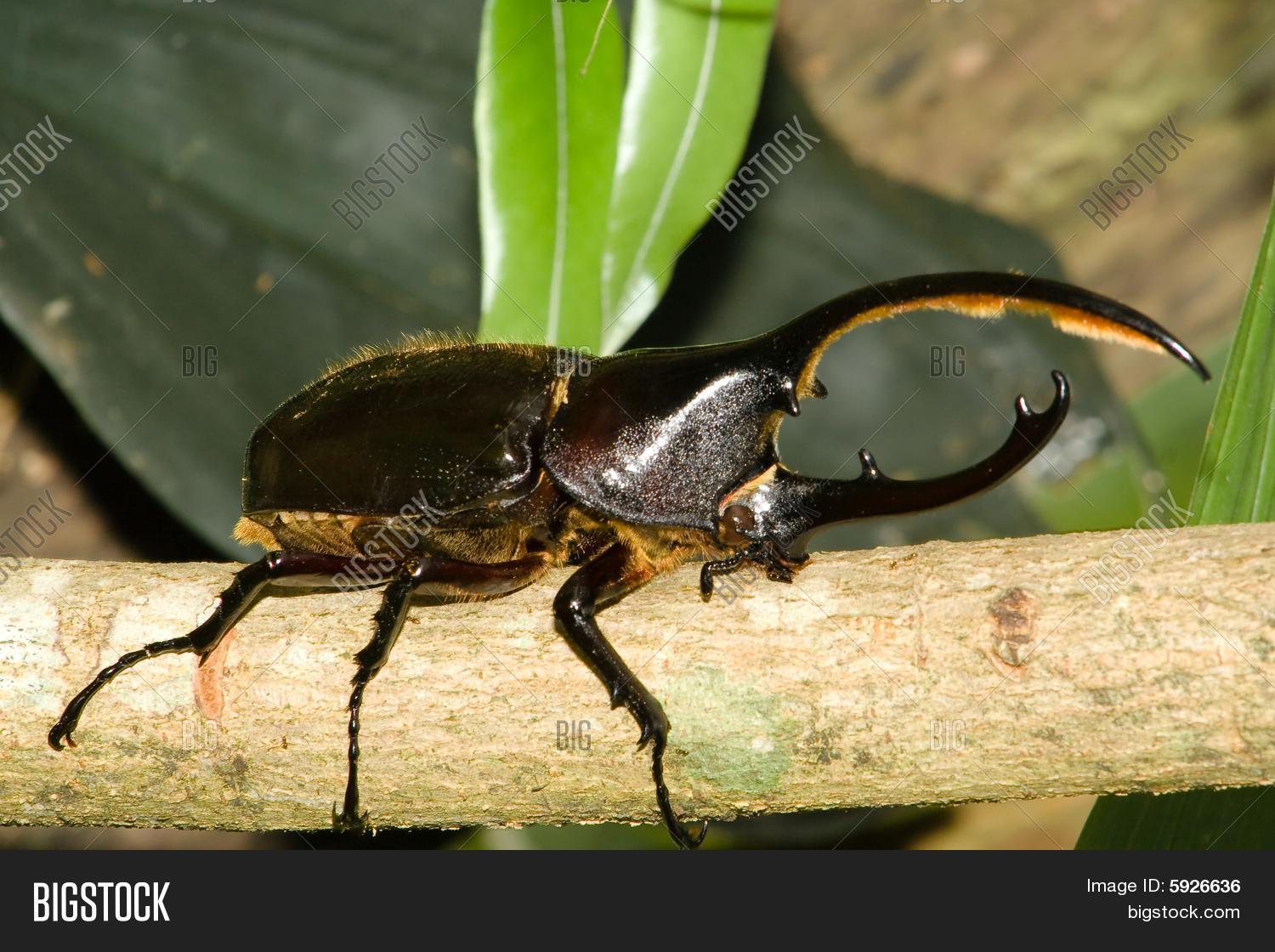 Beetle Knight Image & Photo (Free Trial) | Bigstock