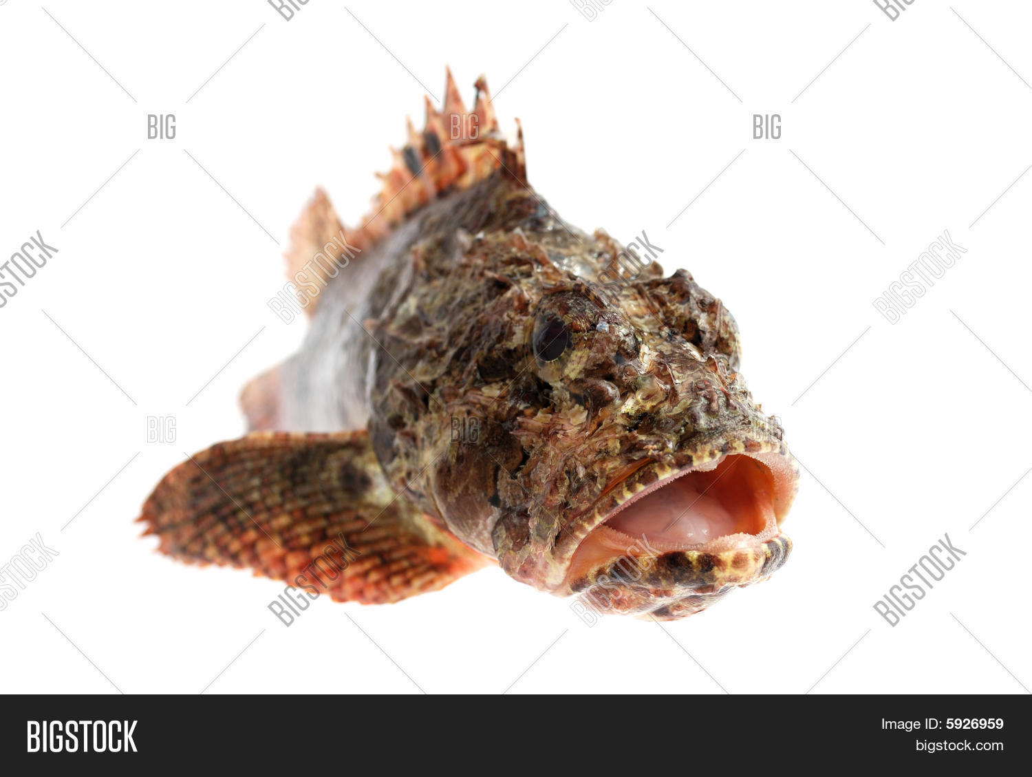 Head Stone Perch Image & Photo (Free Trial) | Bigstock