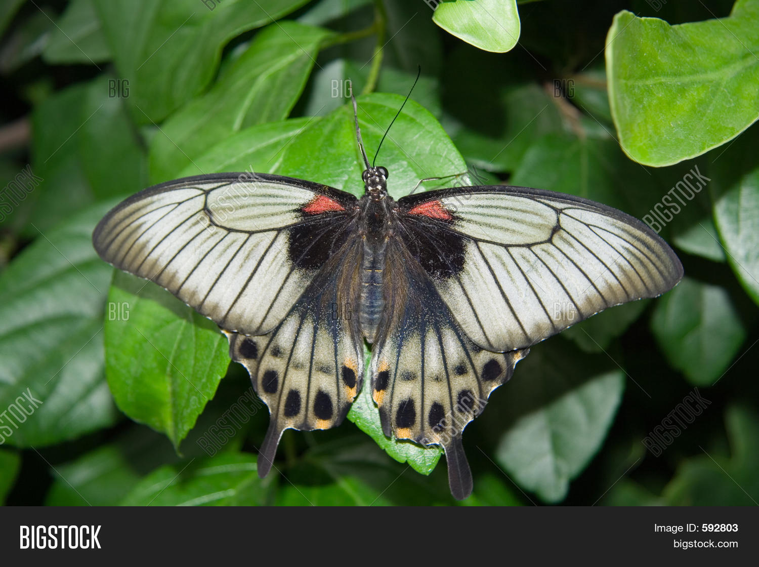 Great Mormon Butterfly Image & Photo (Free Trial) | Bigstock