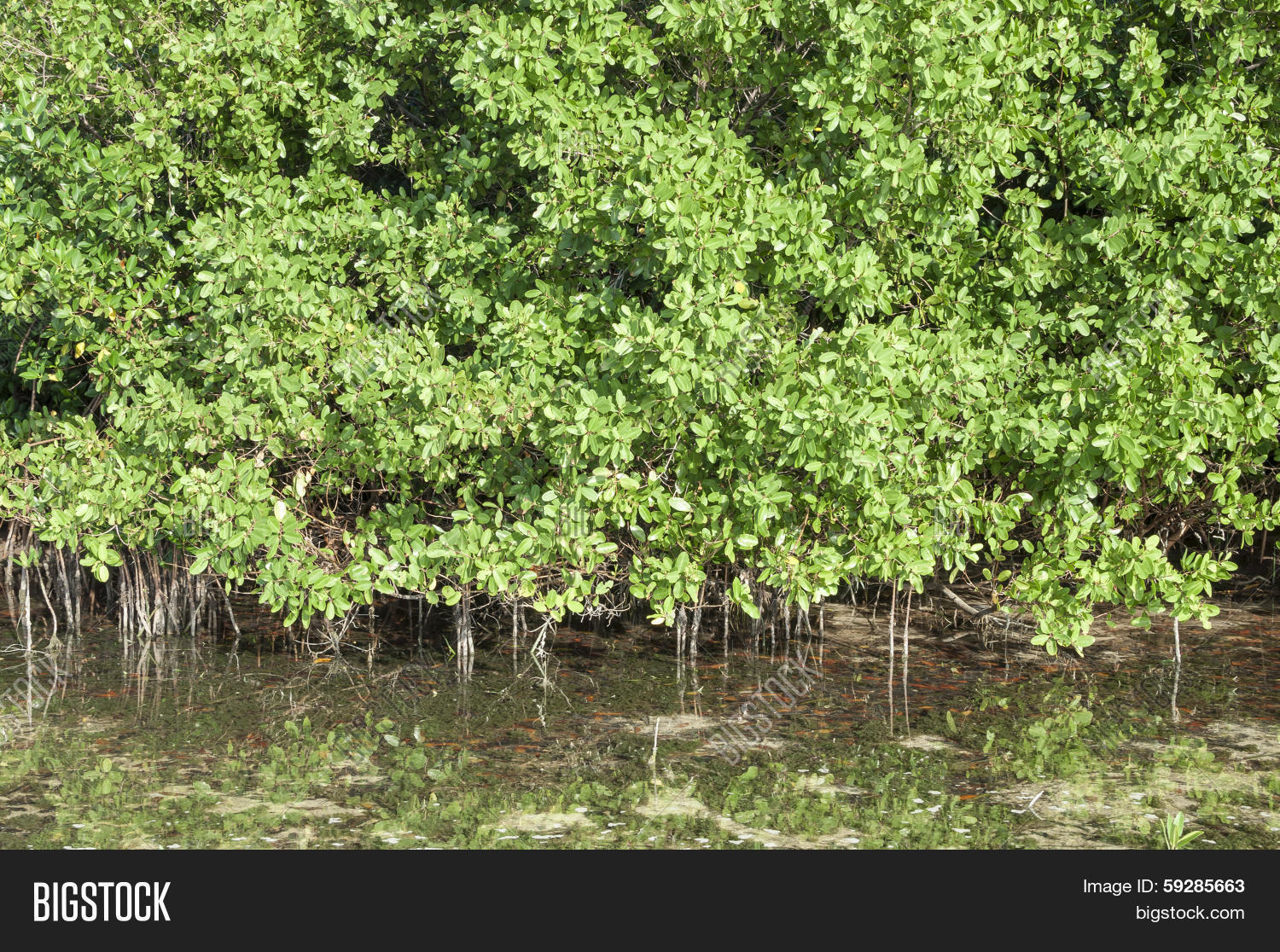 Mangroves Lagoon Image & Photo (Free Trial) | Bigstock