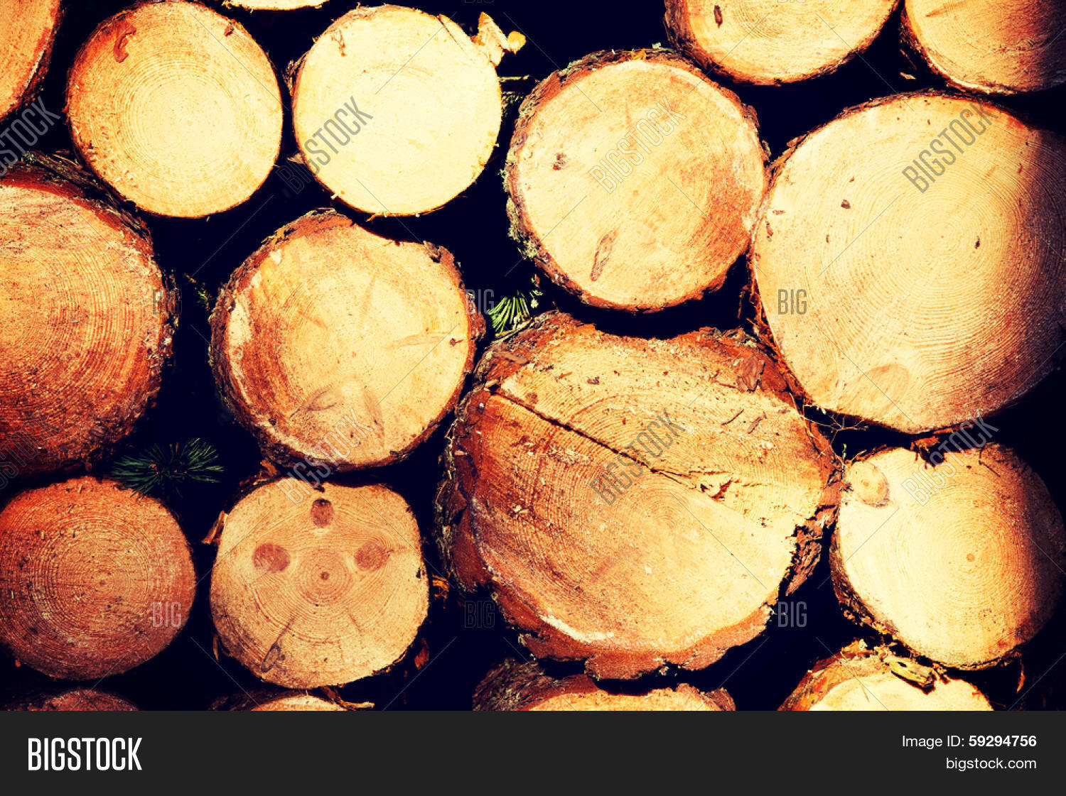 Raw De-barked Pine Image & Photo (Free Trial) | Bigstock