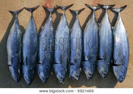 Auxis Thazard Fish Row Image & Photo (Free Trial) | Bigstock