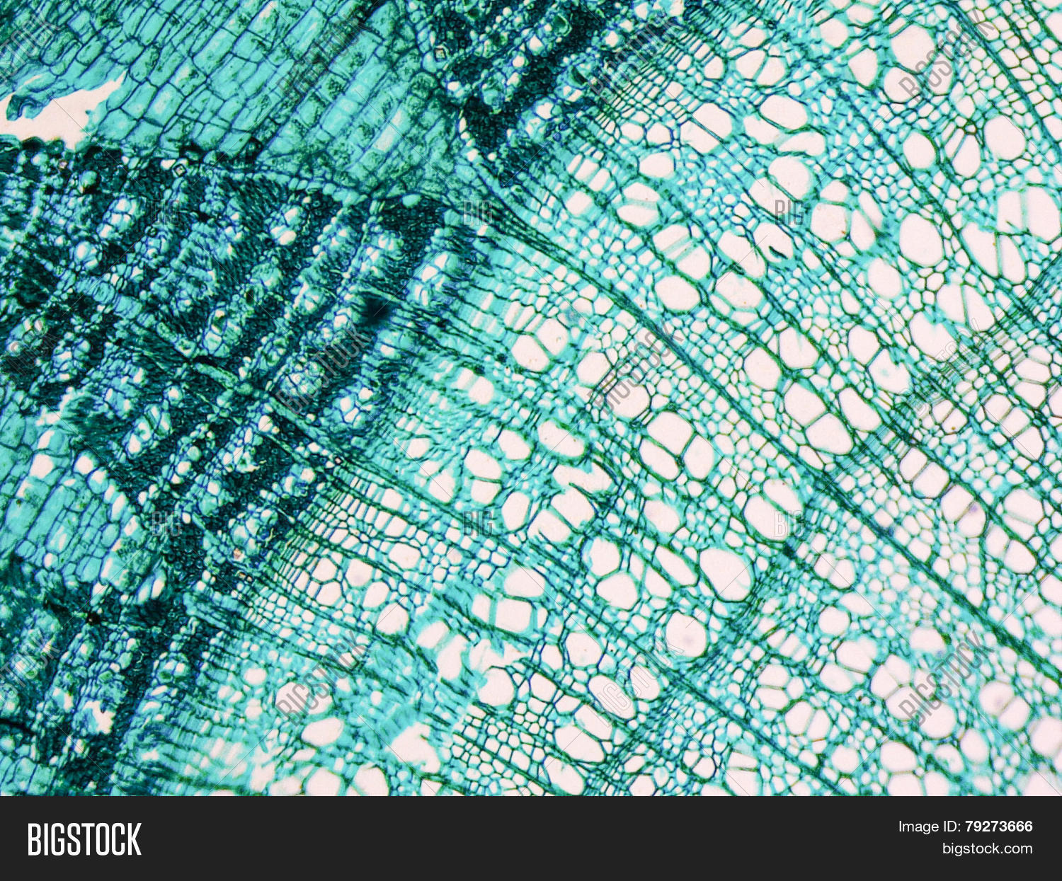 Tilia Stem Micrograph Image & Photo (Free Trial) | Bigstock