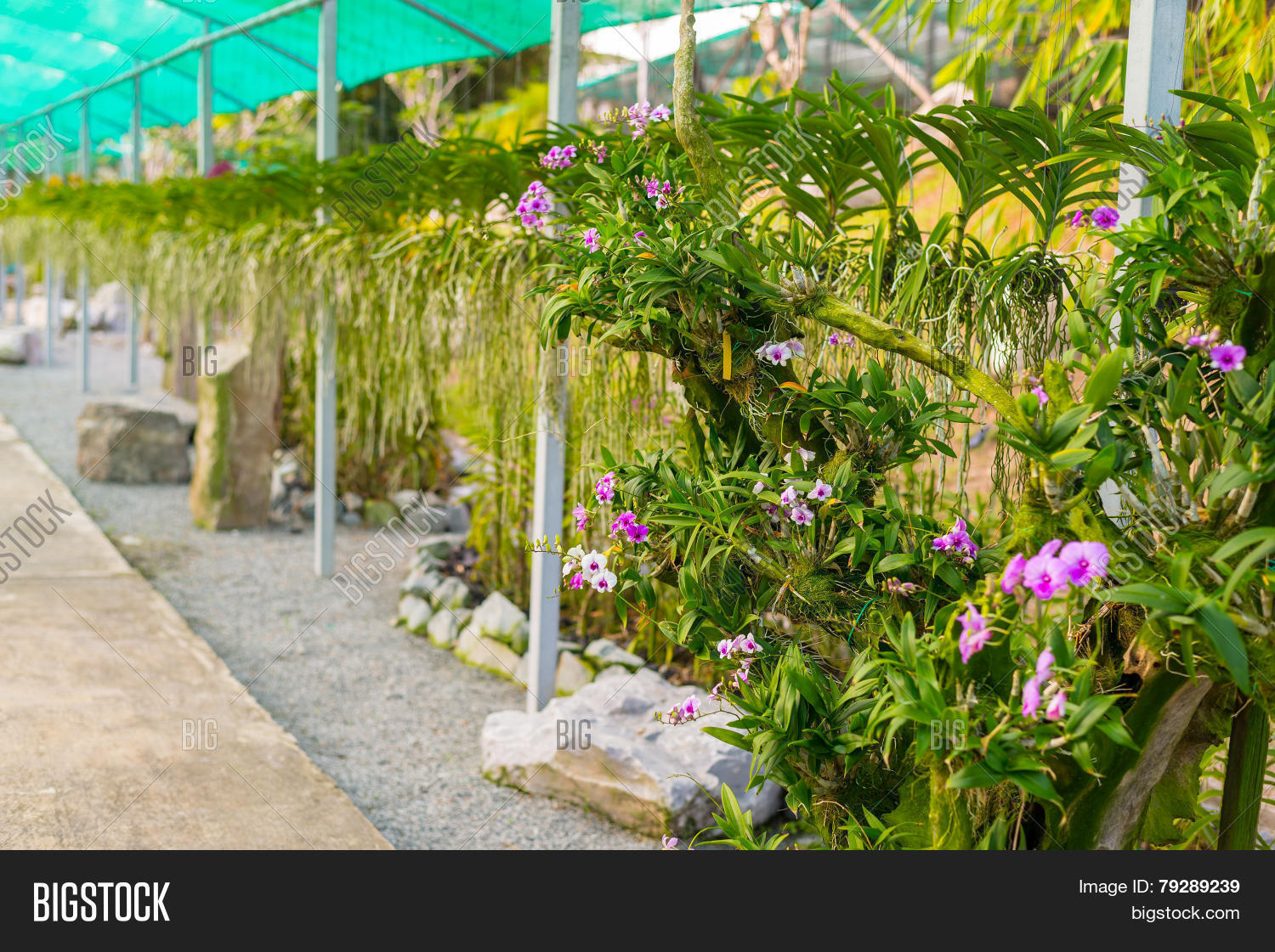 Orchid Garden Image & Photo (Free Trial) | Bigstock