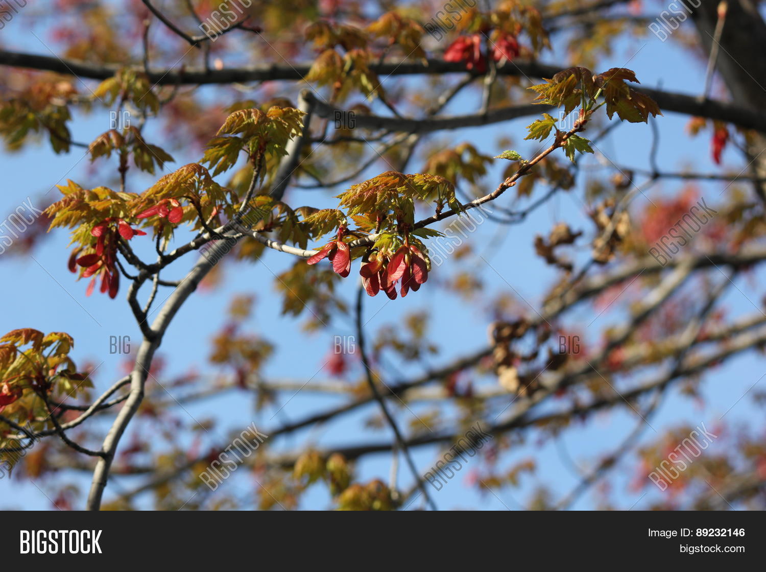 Red Maple Leaves Image & Photo (Free Trial) | Bigstock