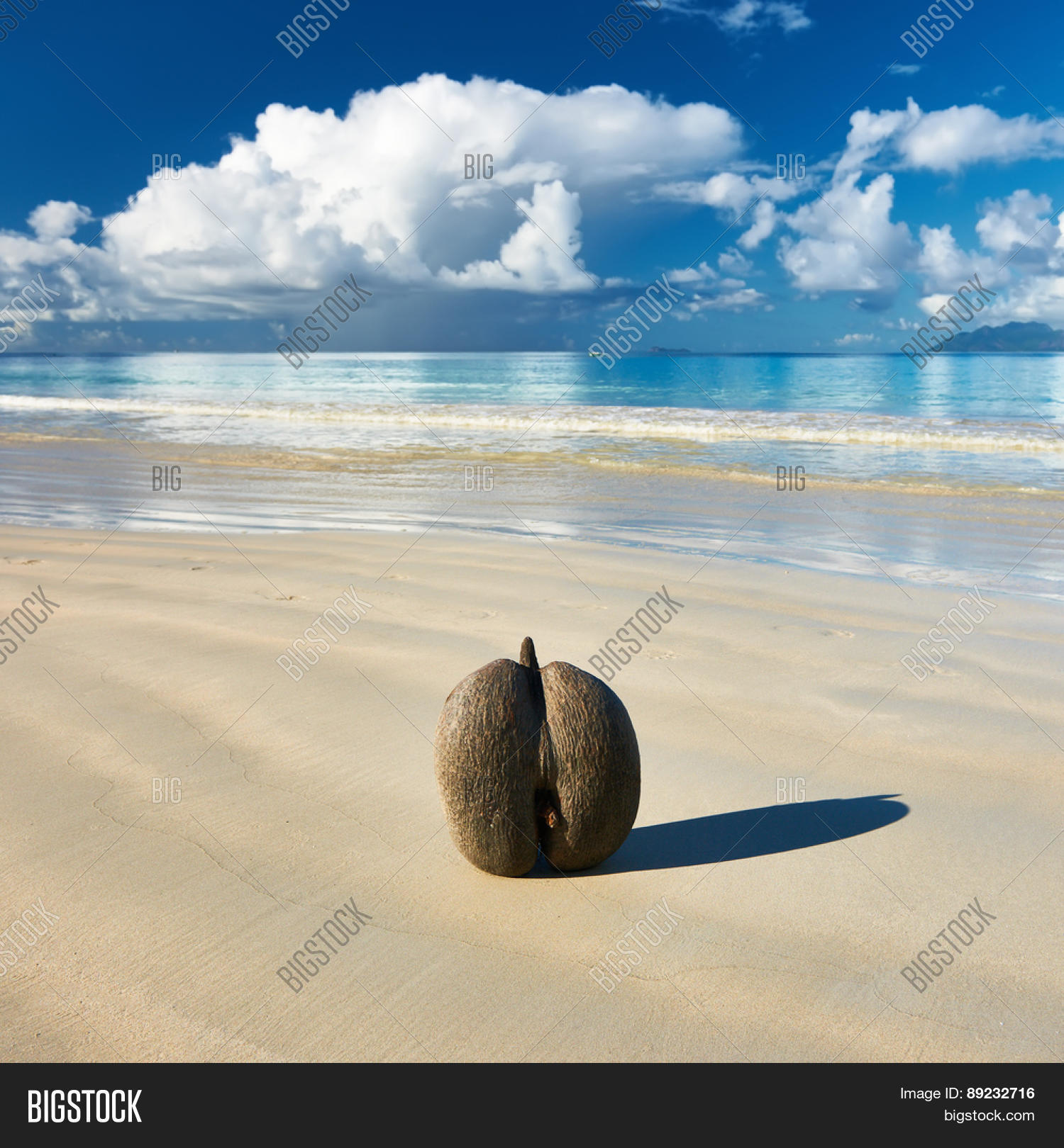 Sea's Coconuts (coco Image & Photo (Free Trial) | Bigstock