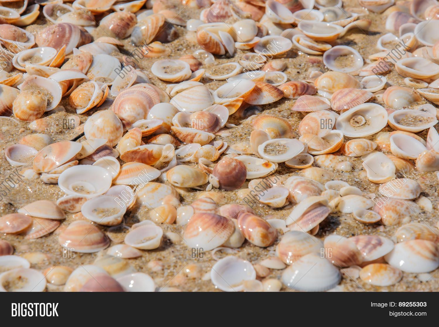 Sand Shells Background Image & Photo (Free Trial) | Bigstock