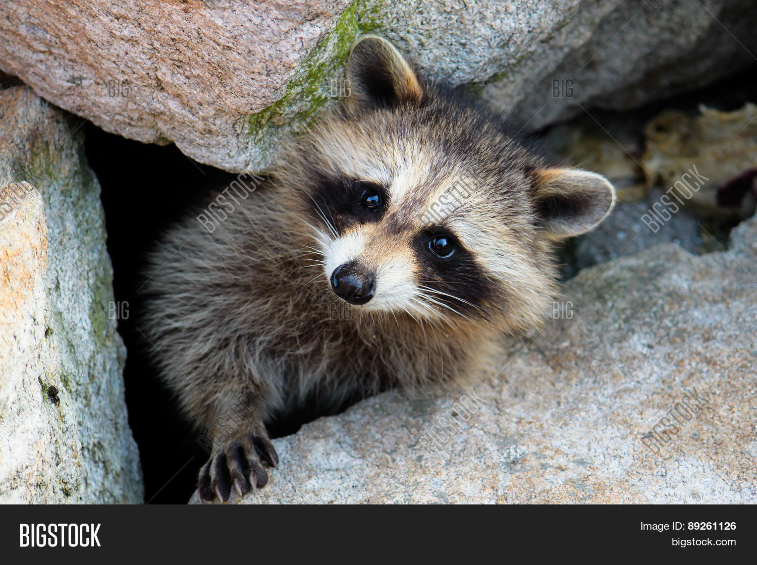 Curious Raccoon Image & Photo (Free Trial) | Bigstock